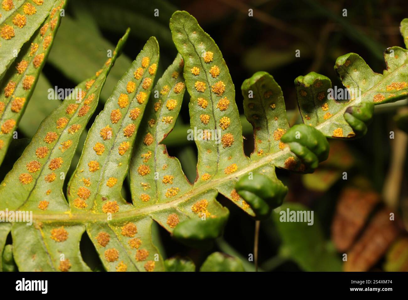 intermediate polypody (Polypodium interjectum Stock Photo - Alamy