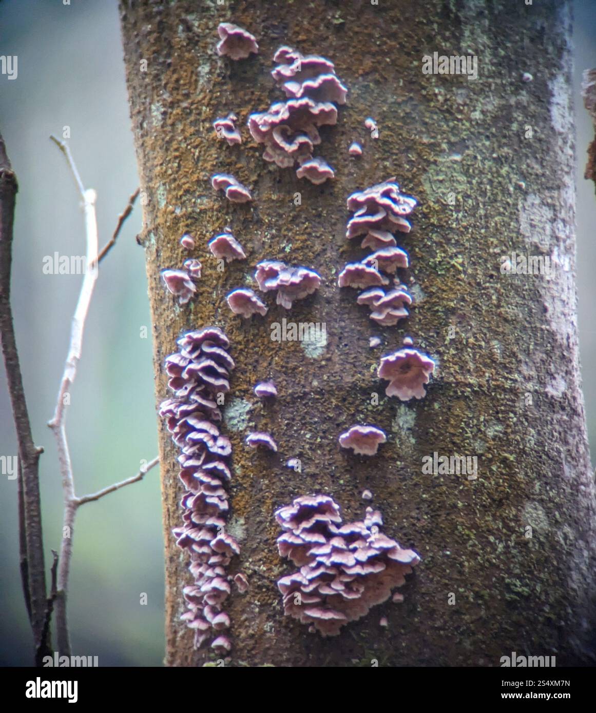 Silverleaf Fungus (Chondrostereum purpureum Stock Photo - Alamy