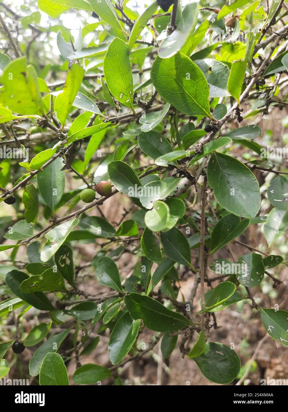 governors-plum (Flacourtia indica Stock Photo - Alamy