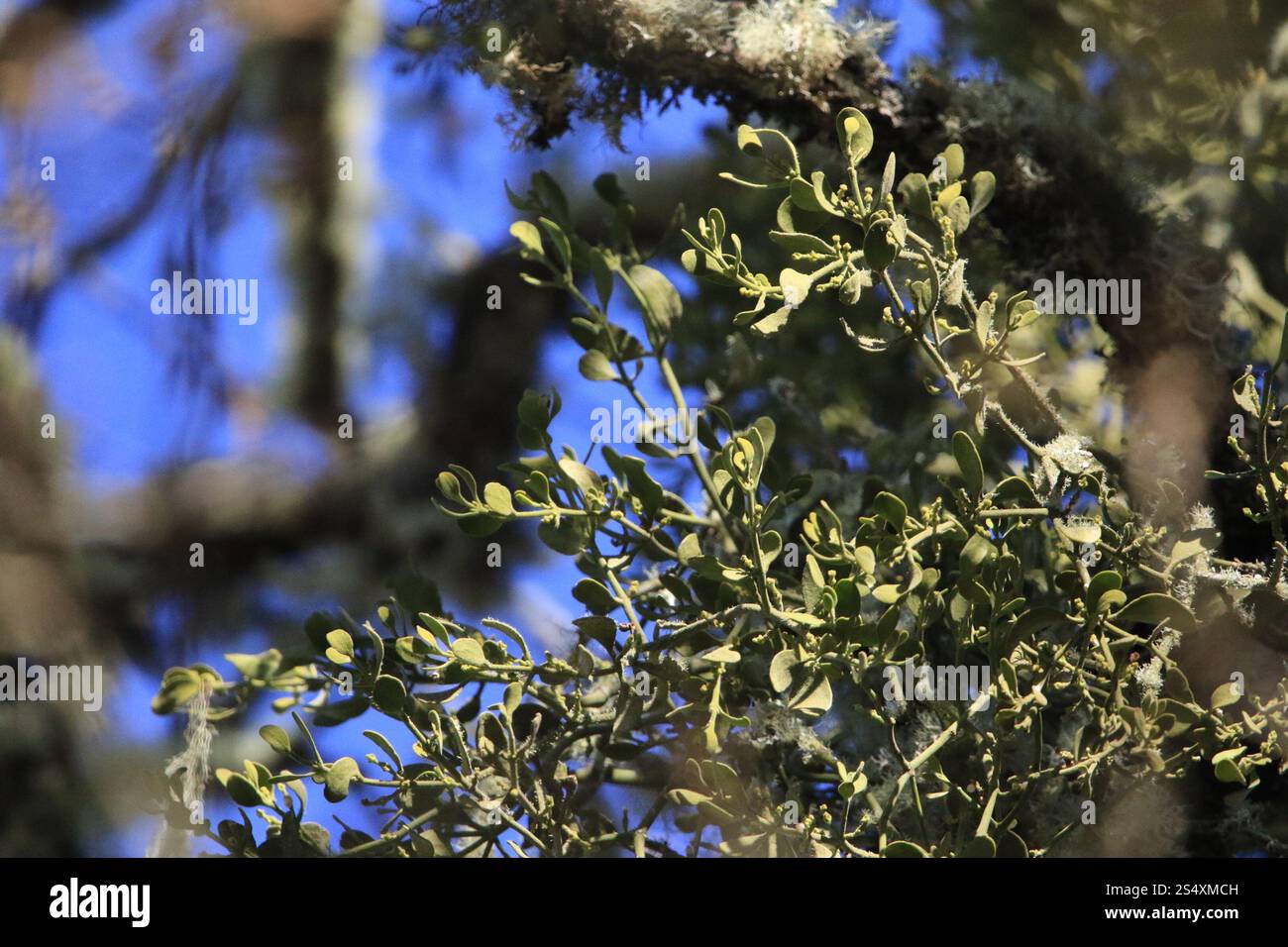 oak mistletoe (Phoradendron villosum Stock Photo - Alamy