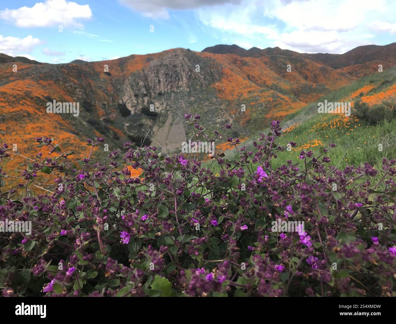 Wishbone Bush (Mirabilis laevis Stock Photo - Alamy
