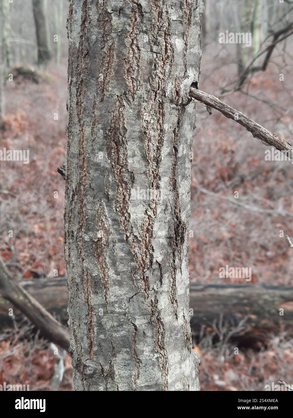 northern red oak (Quercus rubra Stock Photo - Alamy