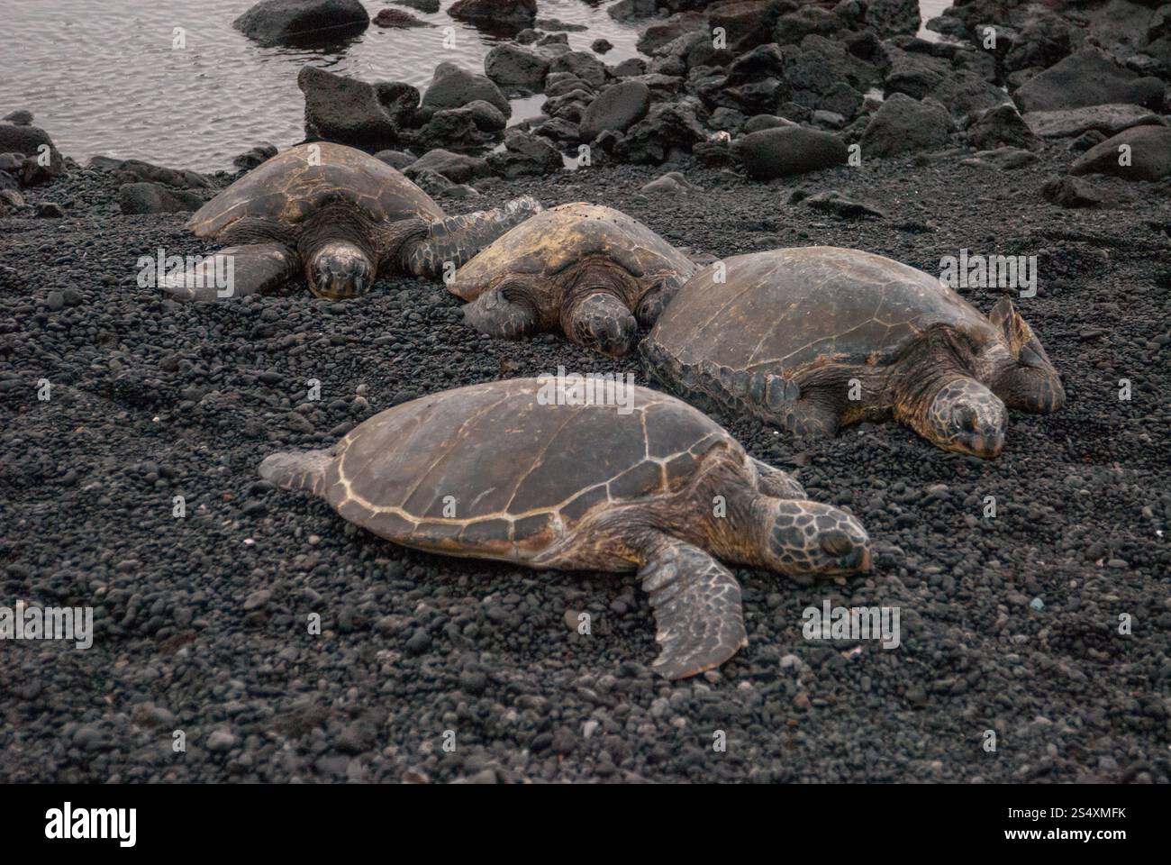 Turtles sunbathing on the black sand beach in Hawaii Stock Photo - Alamy