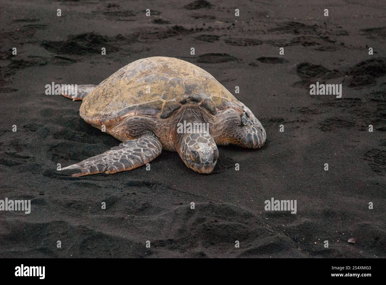 Turtles sunbathing on the black sand beach in Hawaii Stock Photo - Alamy