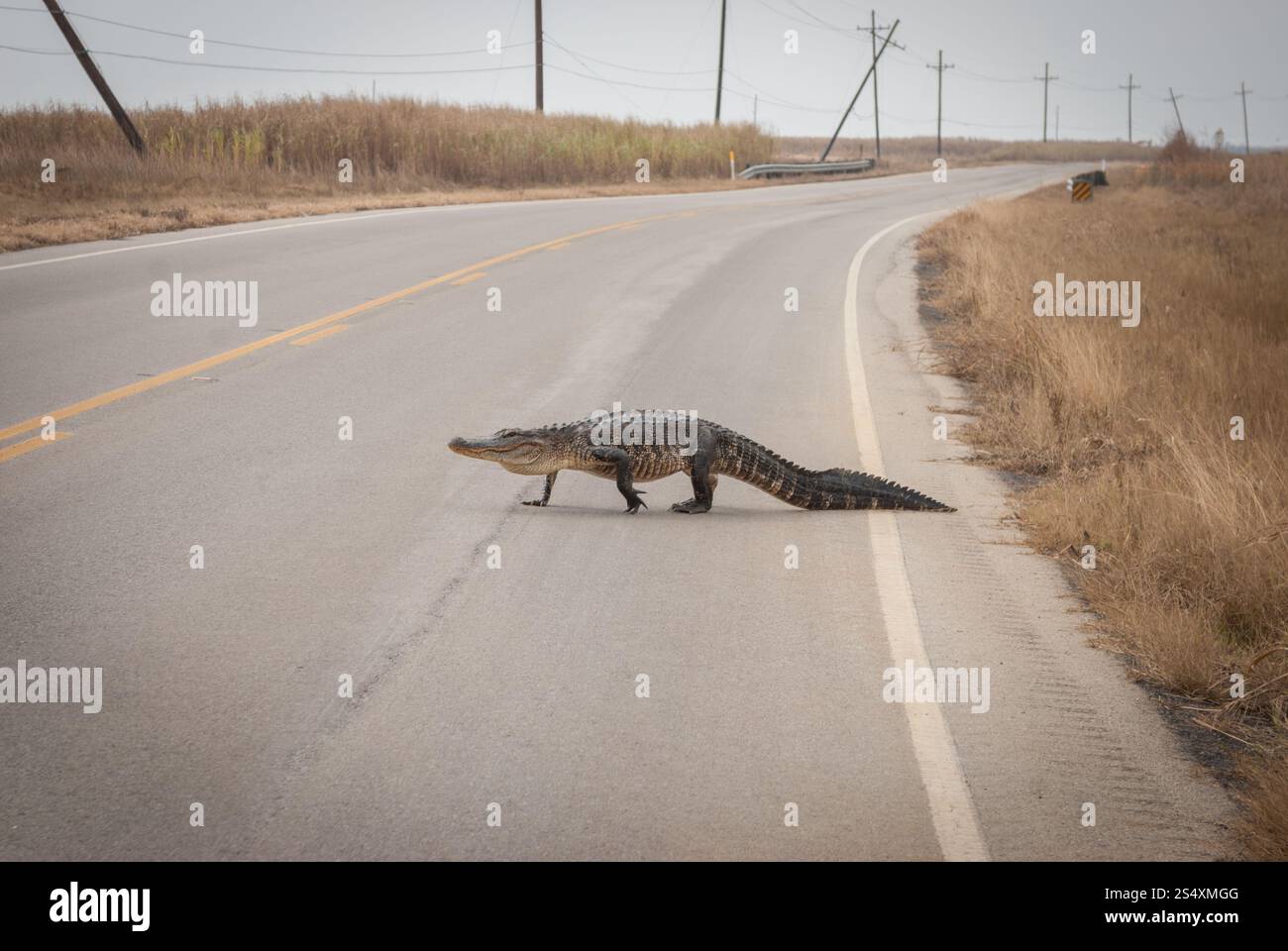 Texas, 9/2008 -- After Hurricane Ike, many alligators were displaced ...