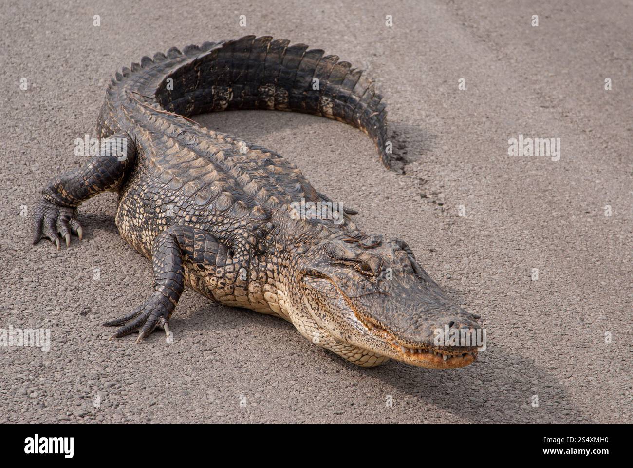 Texas, 9/2008 -- After Hurricane Ike, many alligators were displaced ...