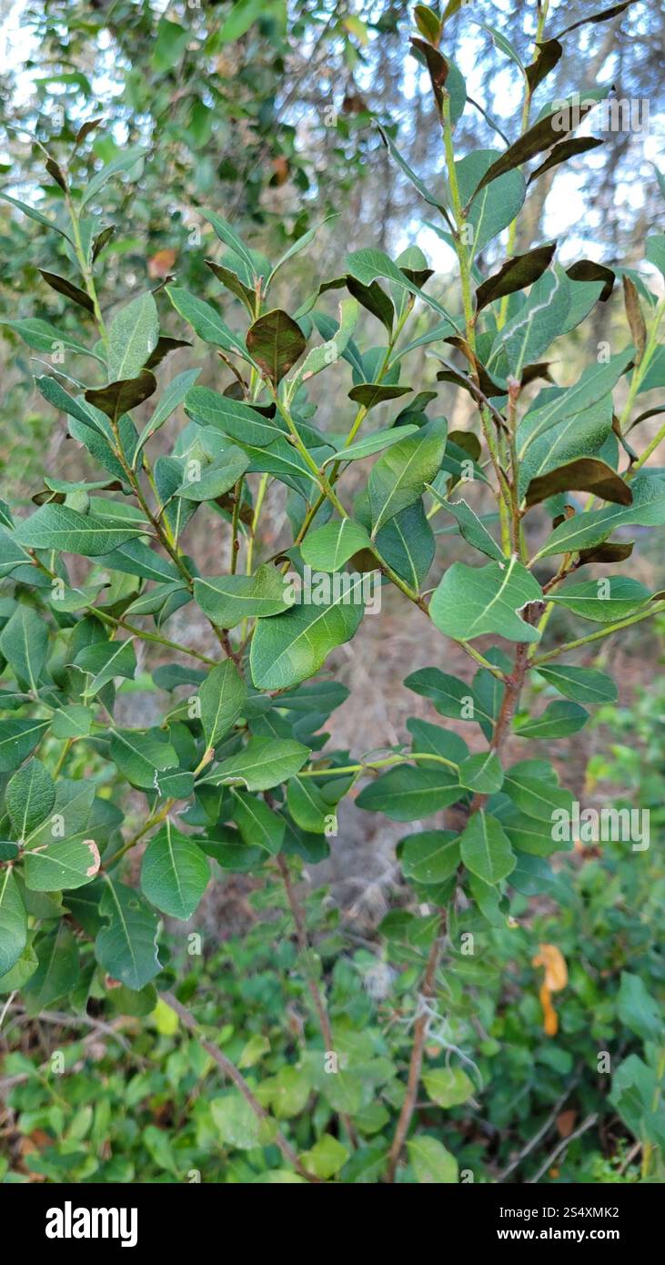 coastal plain staggerbush (Lyonia fruticosa Stock Photo - Alamy
