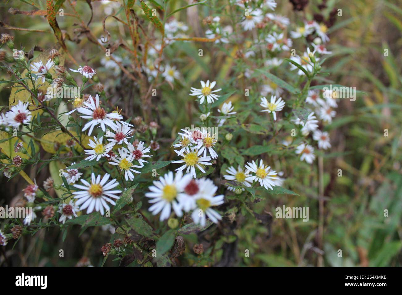 calico aster (Symphyotrichum lateriflorum Stock Photo - Alamy