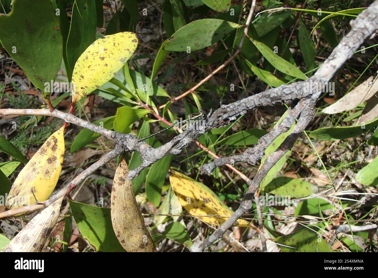 grey flatwing (Griseargiolestes griseus Stock Photo - Alamy
