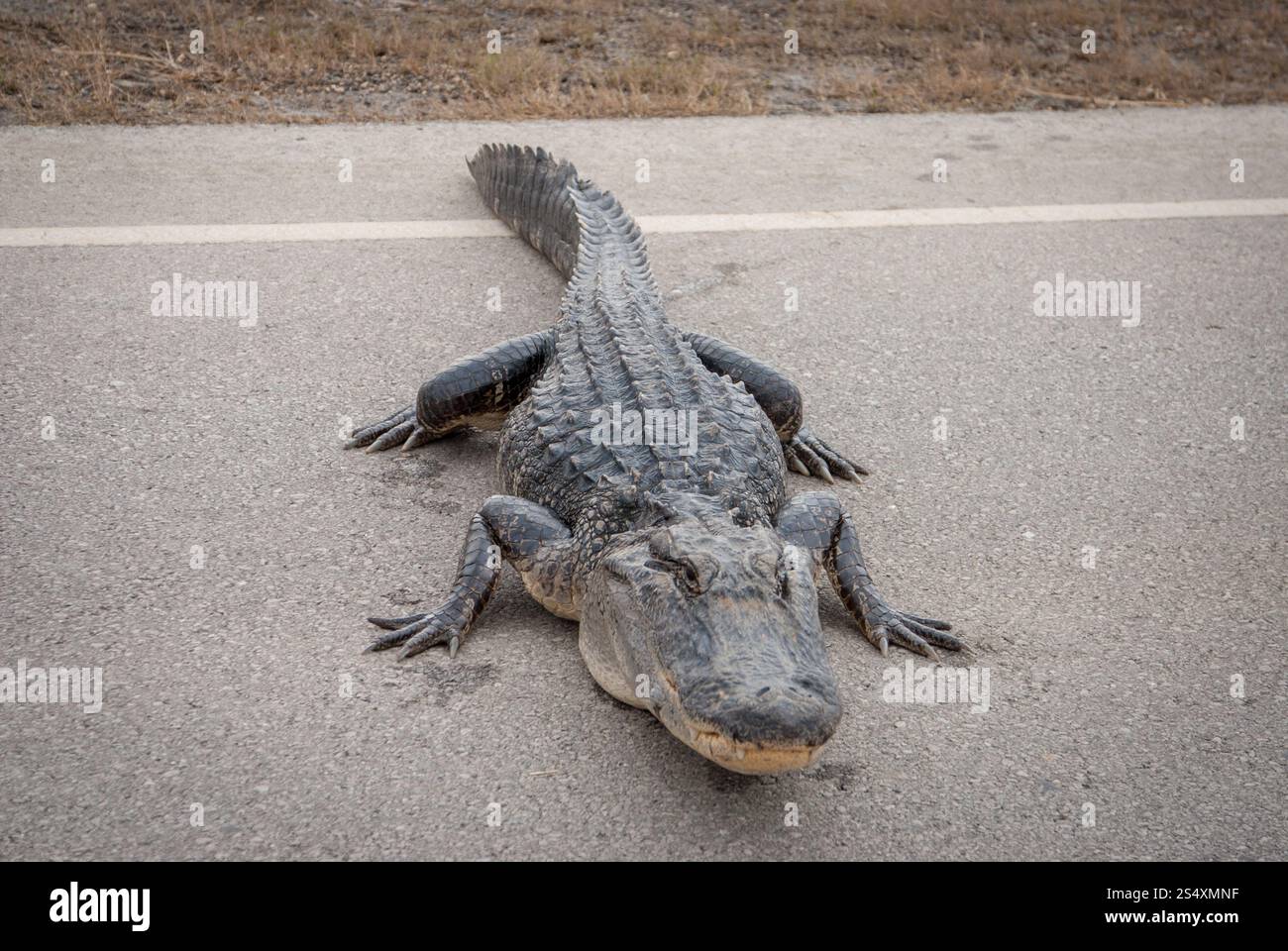Texas, 9/2008 -- After Hurricane Ike, many alligators were displaced ...