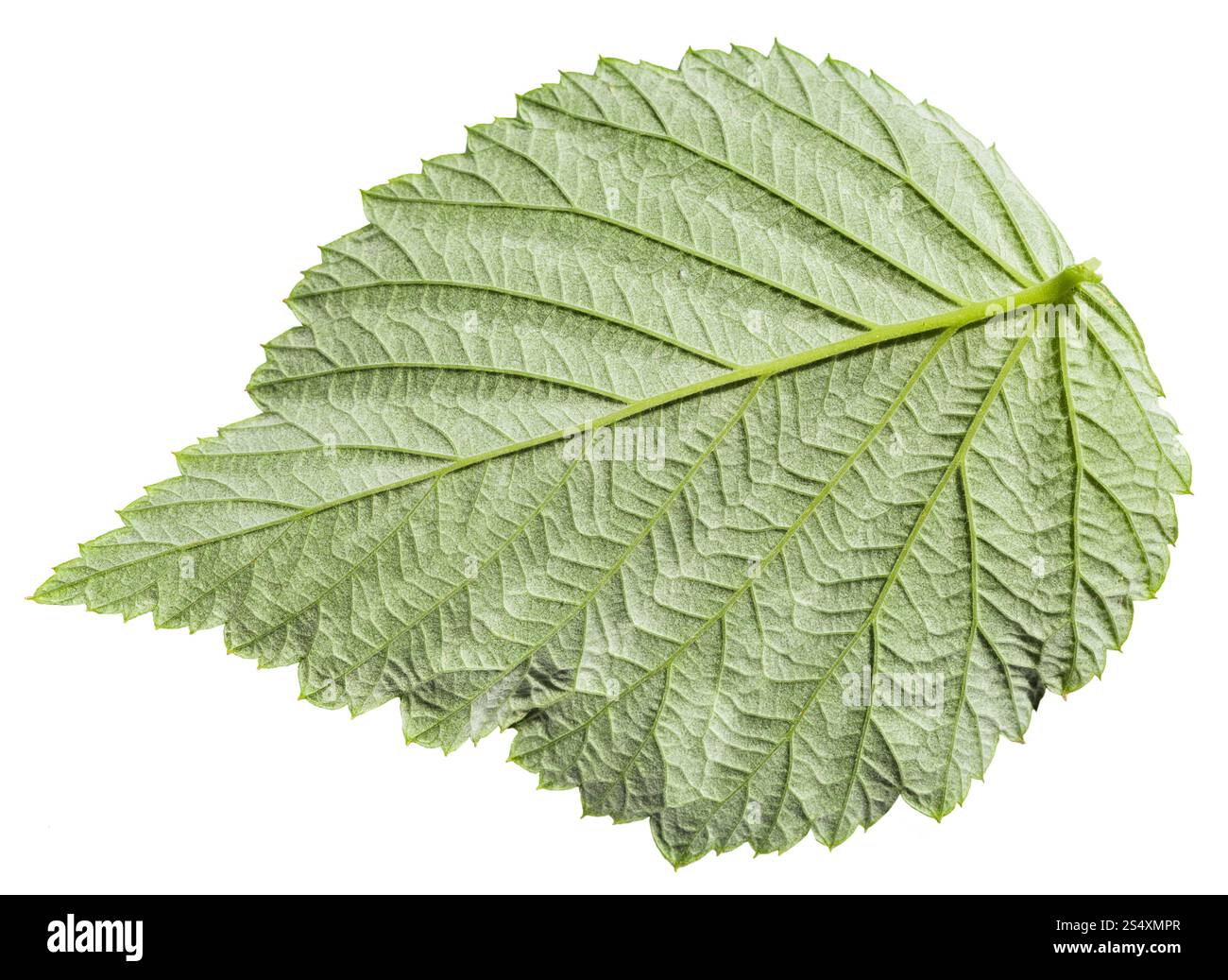 back side of green leaf of Raspberry plant (Red Raspberry, Rubus Idaeus ...