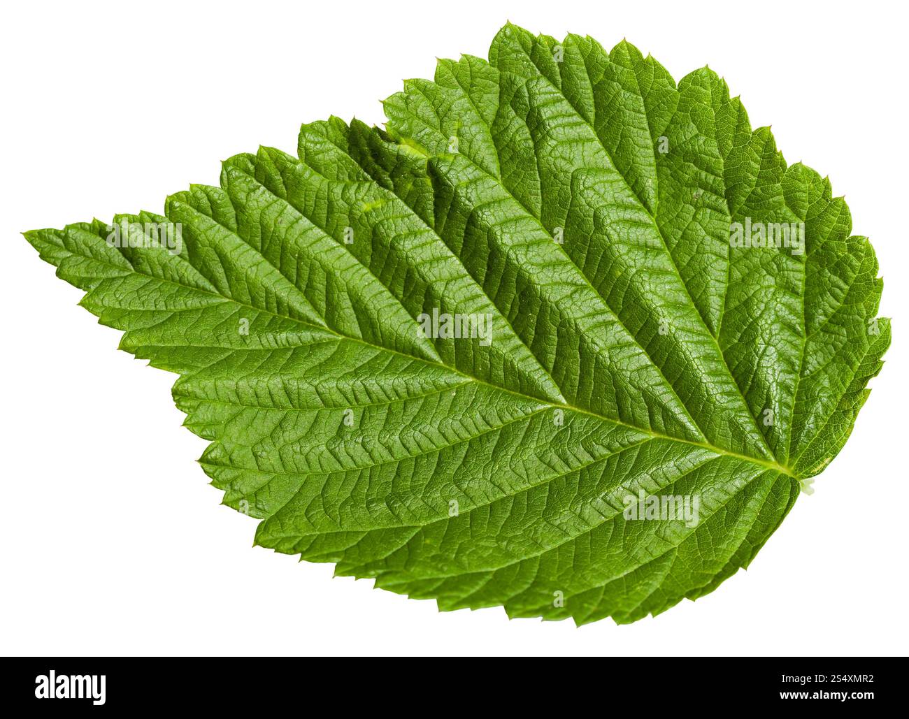 green leaf of Raspberry plant (Red Raspberry, Rubus Idaeus) isolated on ...