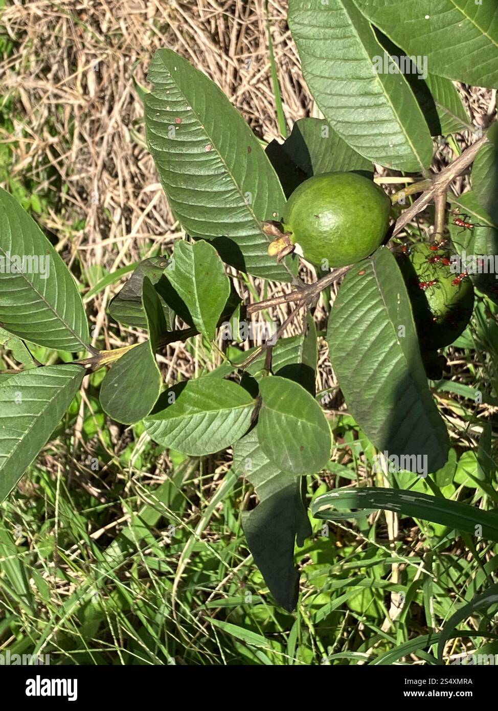 Common guava (Psidium guajava Stock Photo - Alamy