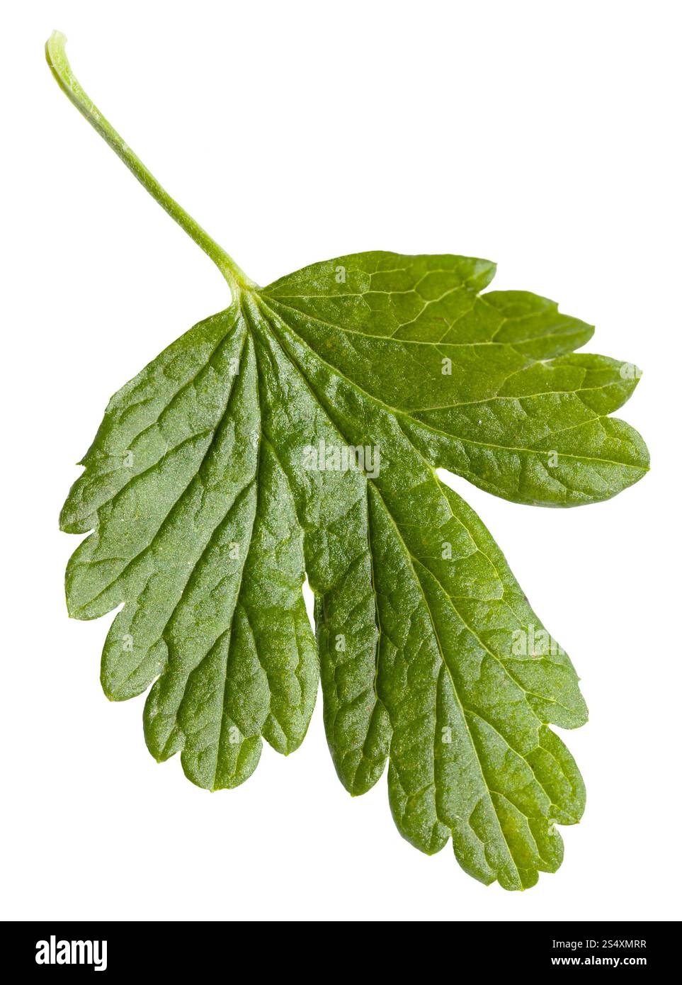 green leaf of Gooseberry plant isolated on white background Stock Photo ...
