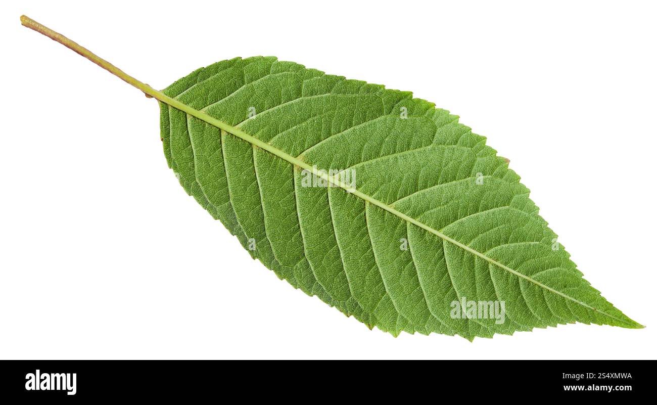 back side of green leaf of Sour cherry tree (Prunus cerasus) isolated ...