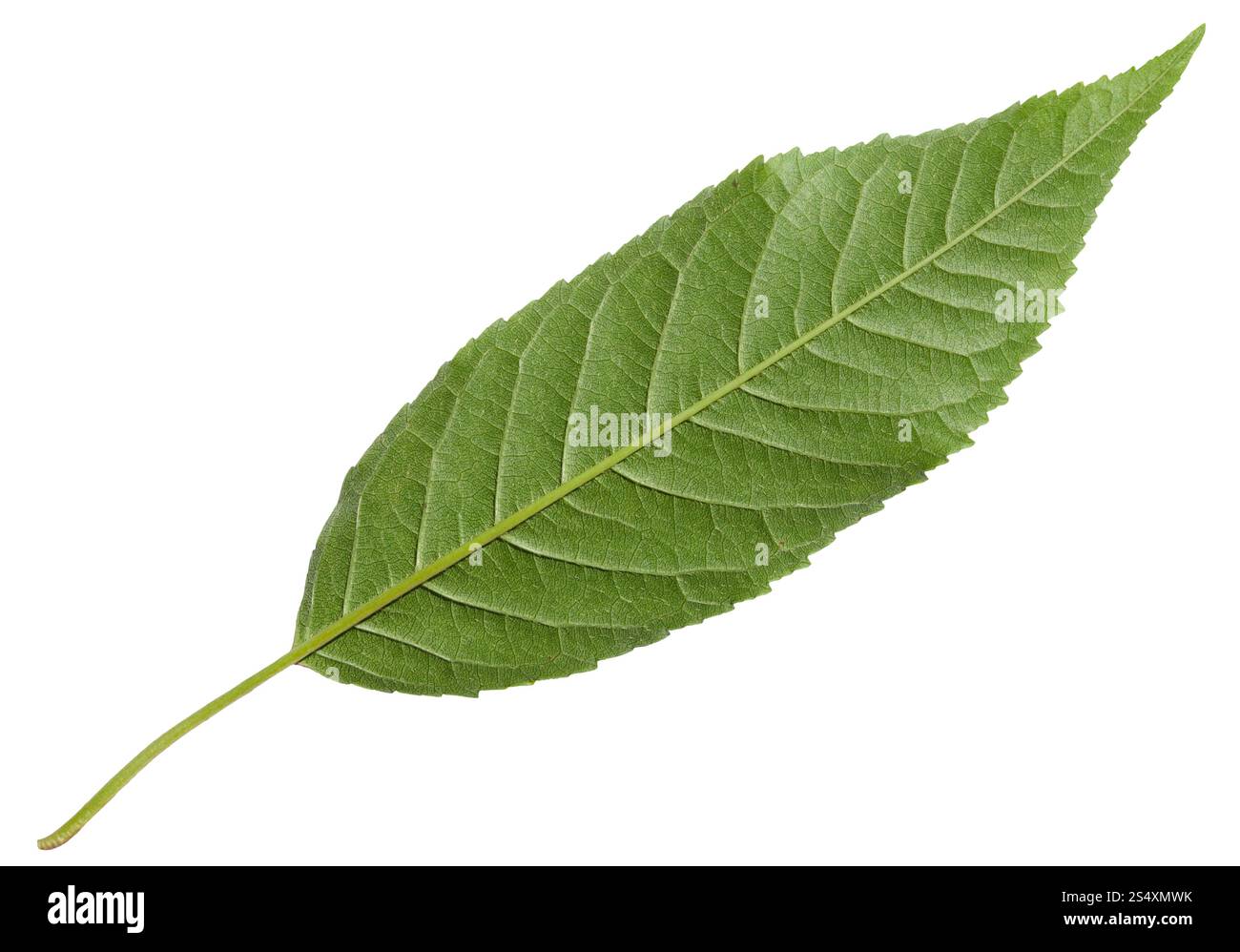 back side of green leaf of Wild cherry tree (Prunus avium, Sweet Cherry) isolated on white ...