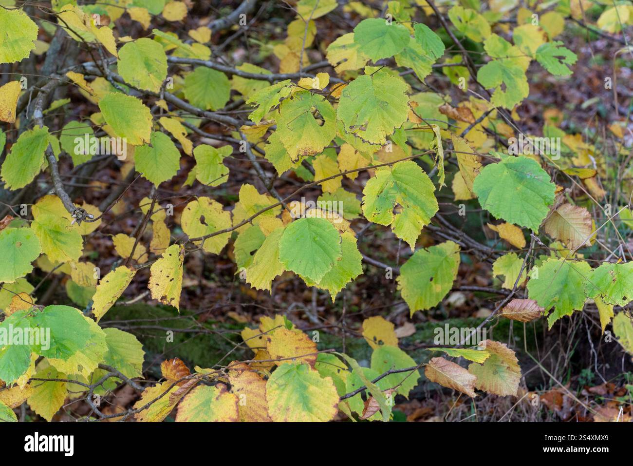 common hazel (Corylus avellana Stock Photo - Alamy