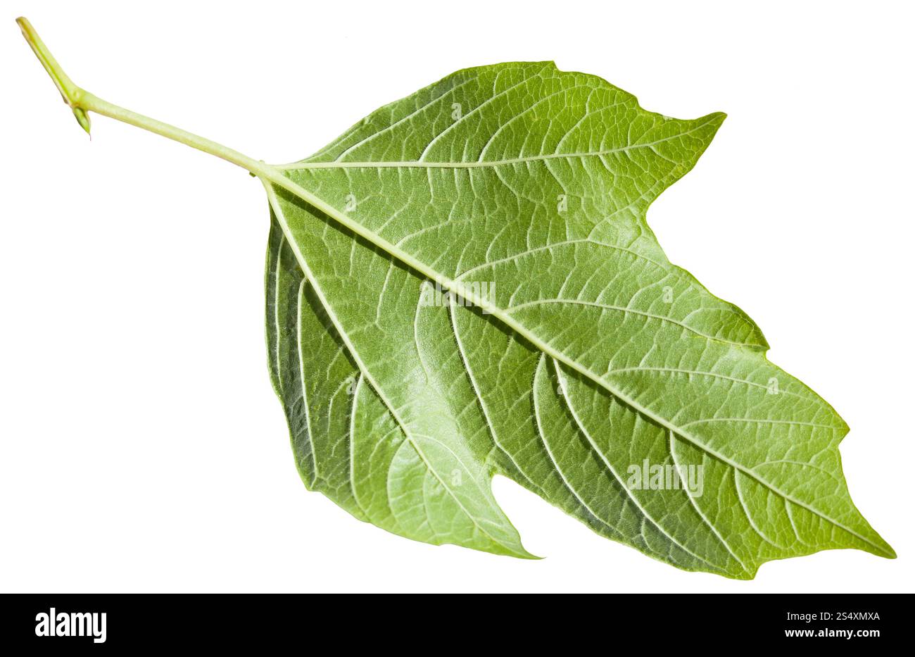 back side of green leaf of Viburnum (Viburnum opulus, guelder rose ...