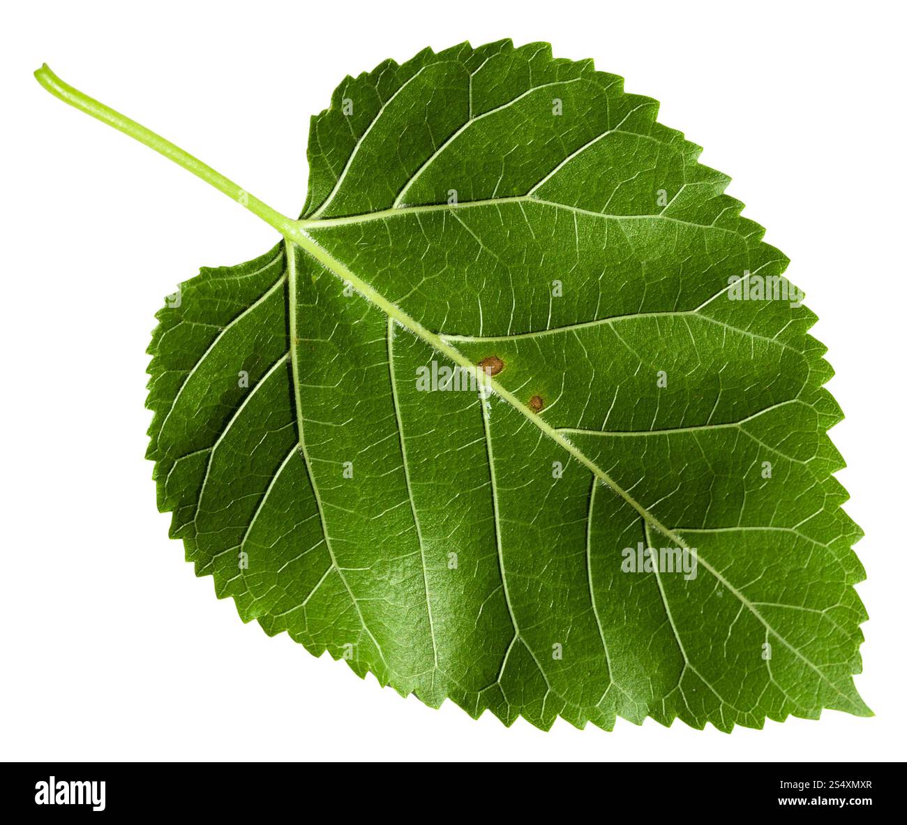back side of green leaf of Morus tree ( black mulberry, blackberry ...