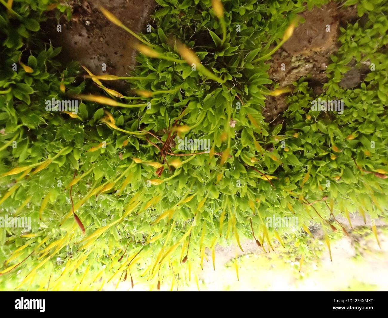 Wall Screw-moss (Tortula muralis Stock Photo - Alamy