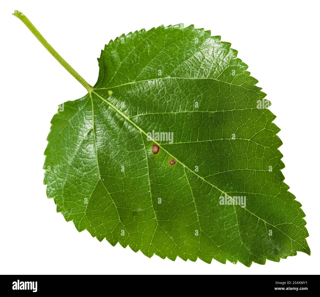 fresh leaf of Morus tree (black mulberry, blackberry, Morus nigra ...