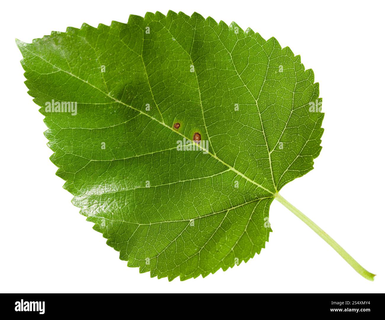 green leaf of Morus tree (black mulberry, blackberry, Morus nigra ...