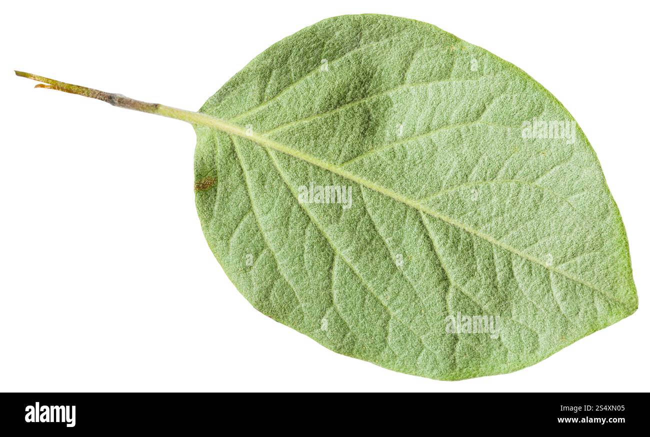 back side of green leaf Quince tree (Cydonia oblonga) isolated on white ...