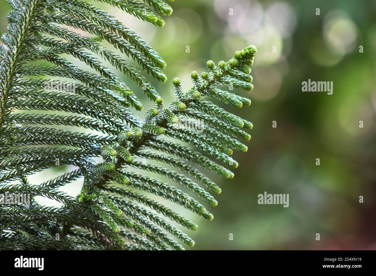 Norfolk Island pine Stock Photo - Alamy