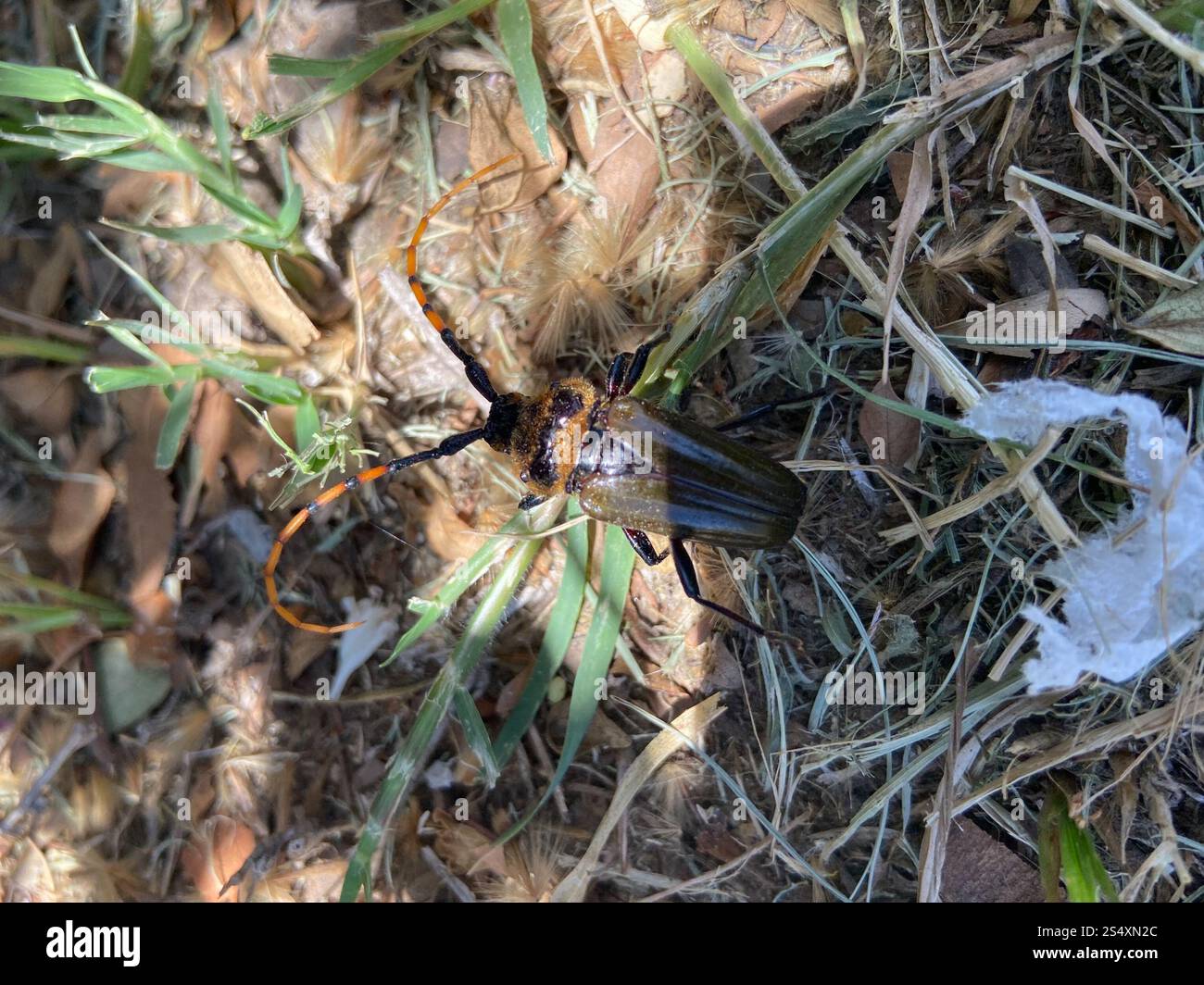 (Retrachydes thoracicus thoracicus Stock Photo - Alamy