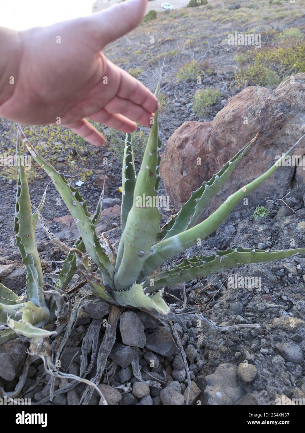 (Agave sobria roseana Stock Photo - Alamy