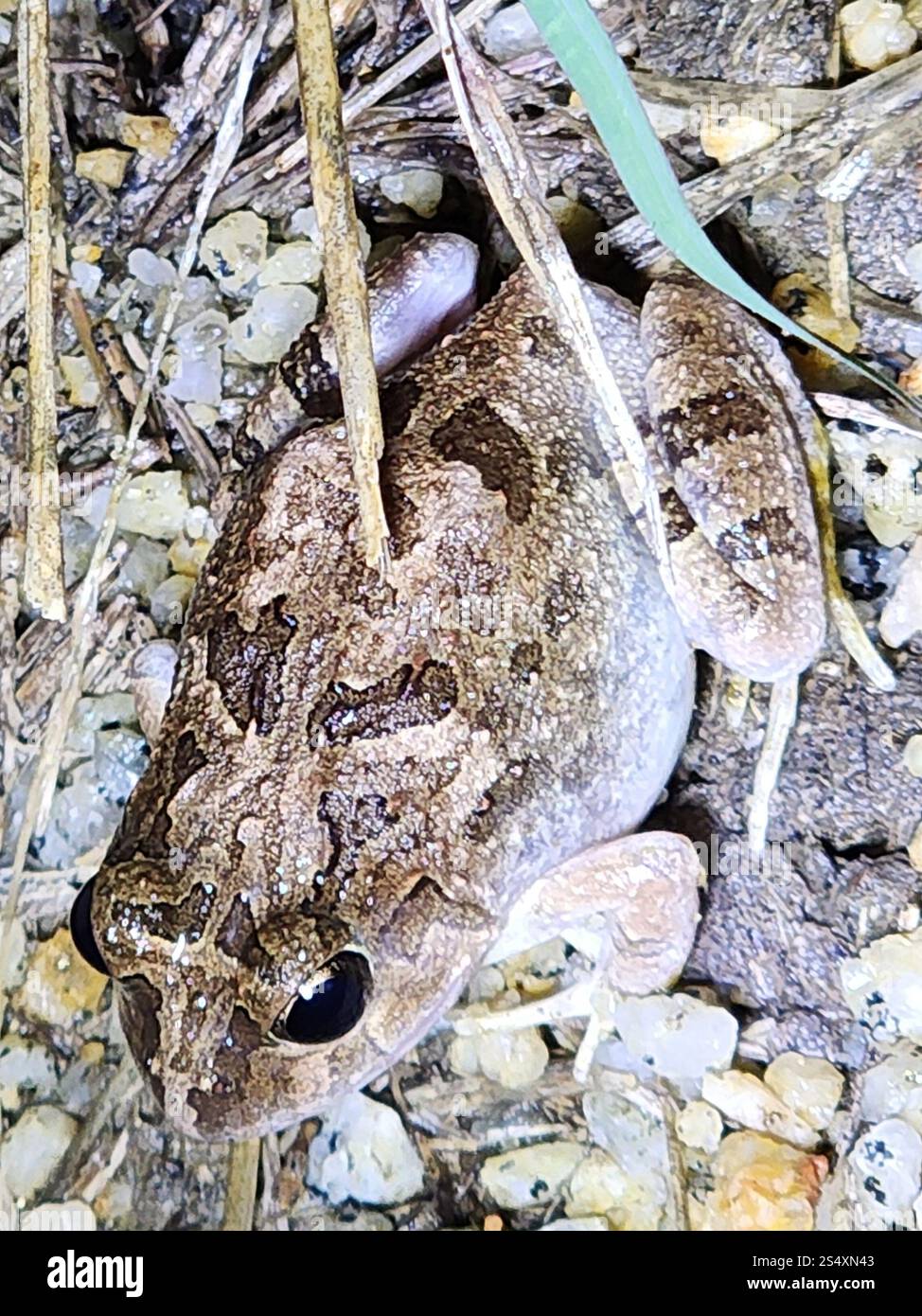 Ornate Burrowing Frog (Platyplectrum ornatum Stock Photo - Alamy