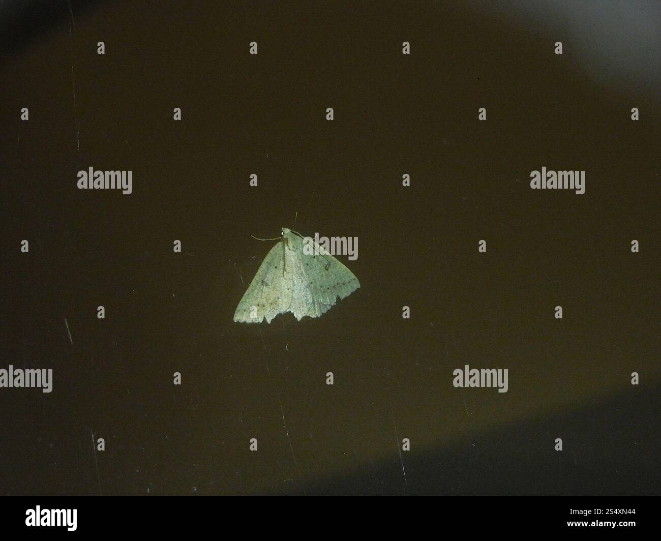 Ring Cape Moth (Amelora zophopasta Stock Photo - Alamy