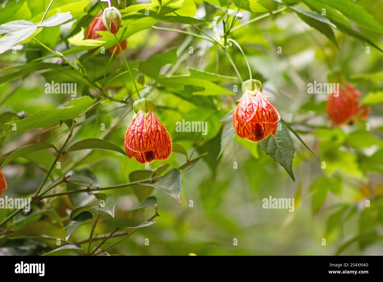 Red Vein Indian Mallow (Abutilon Pictun) on natural background Stock ...