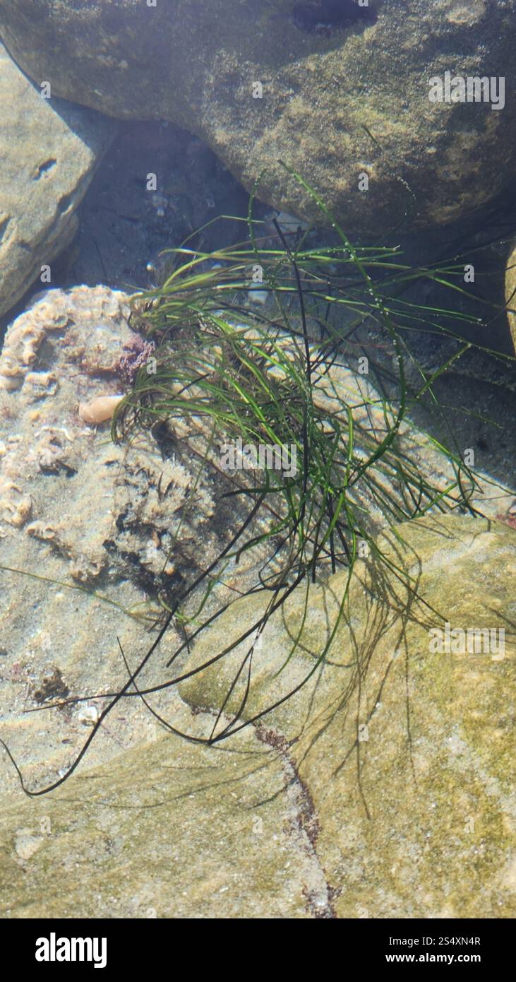 Torrey's Surfgrass (Phyllospadix torreyi Stock Photo - Alamy