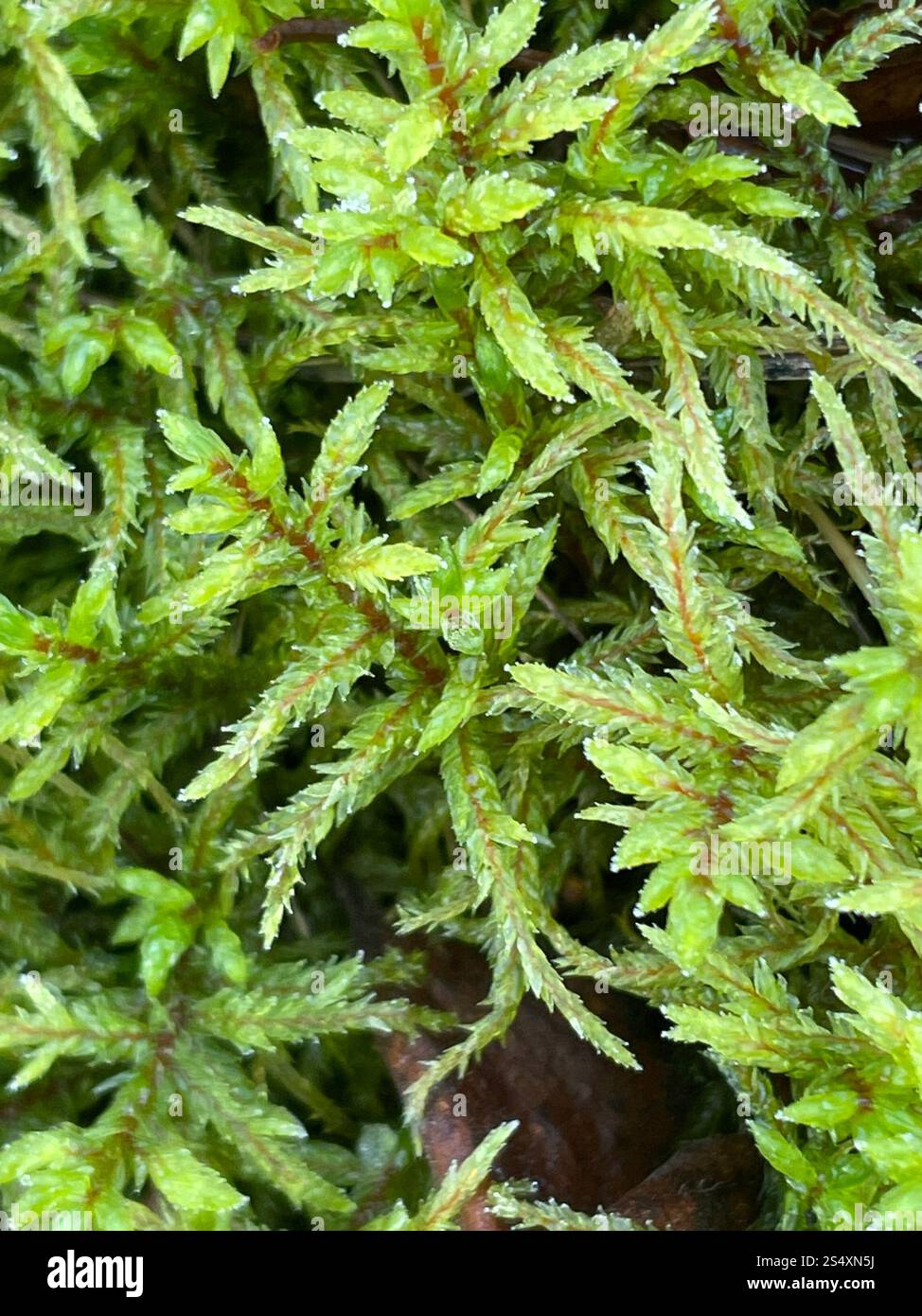 Pleurozium pleurozium schreberi hi-res stock photography and images - Alamy