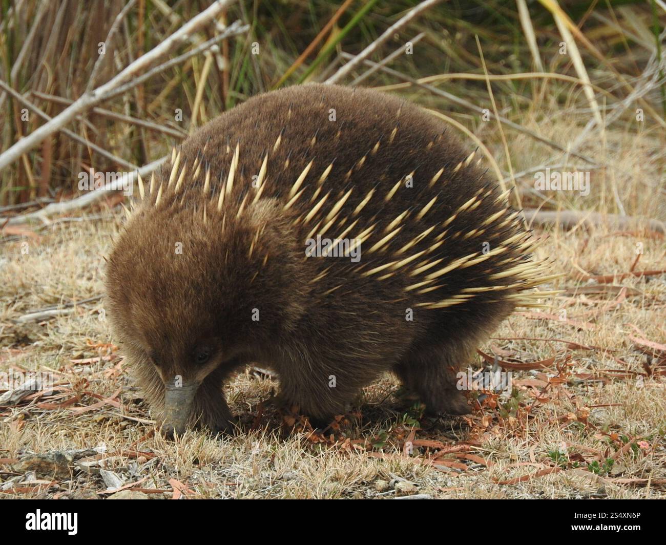 Tasmanian Echidna (Tachyglossus aculeatus setosus Stock Photo - Alamy