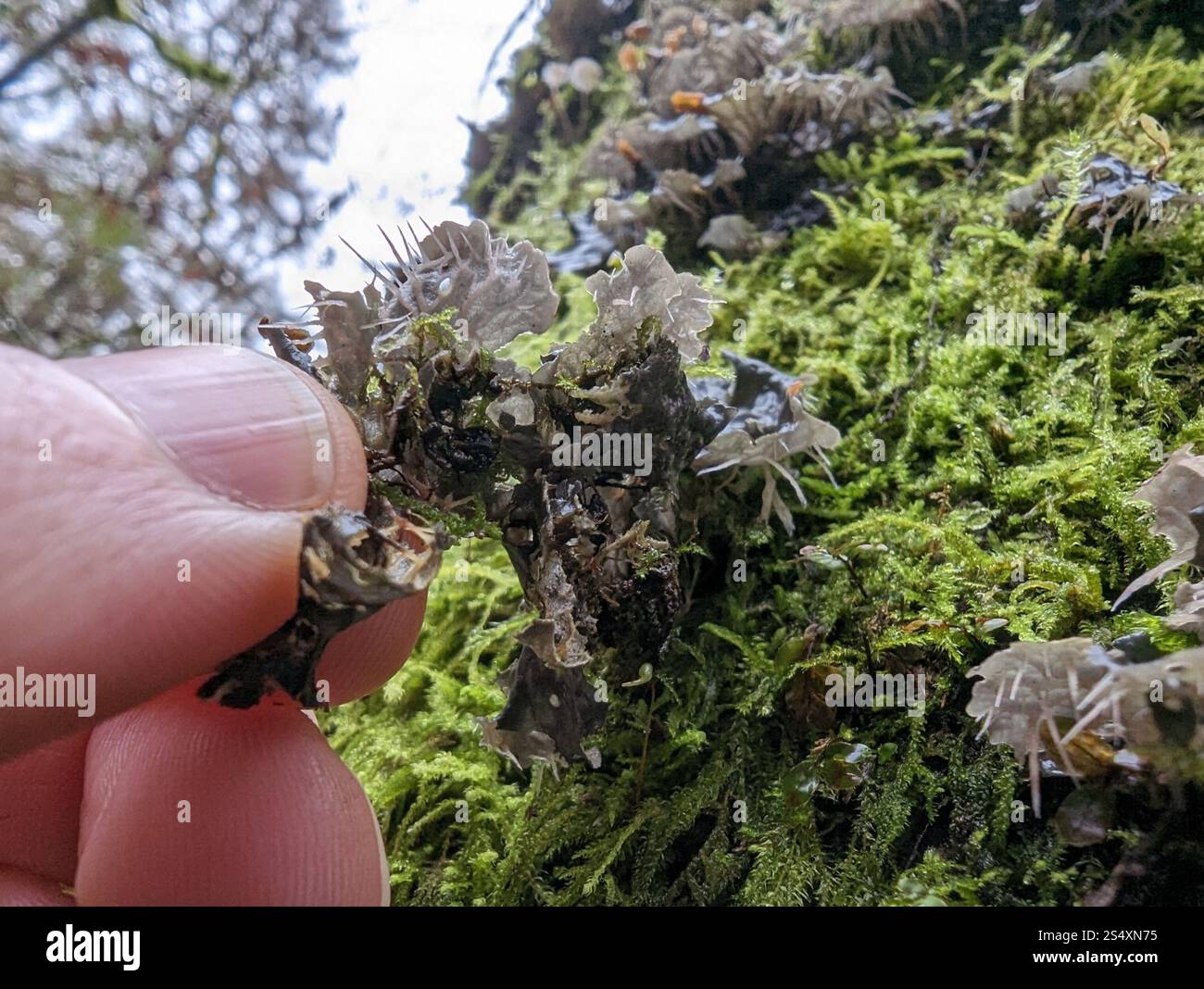 membranous pelt lichen (Peltigera membranacea Stock Photo - Alamy