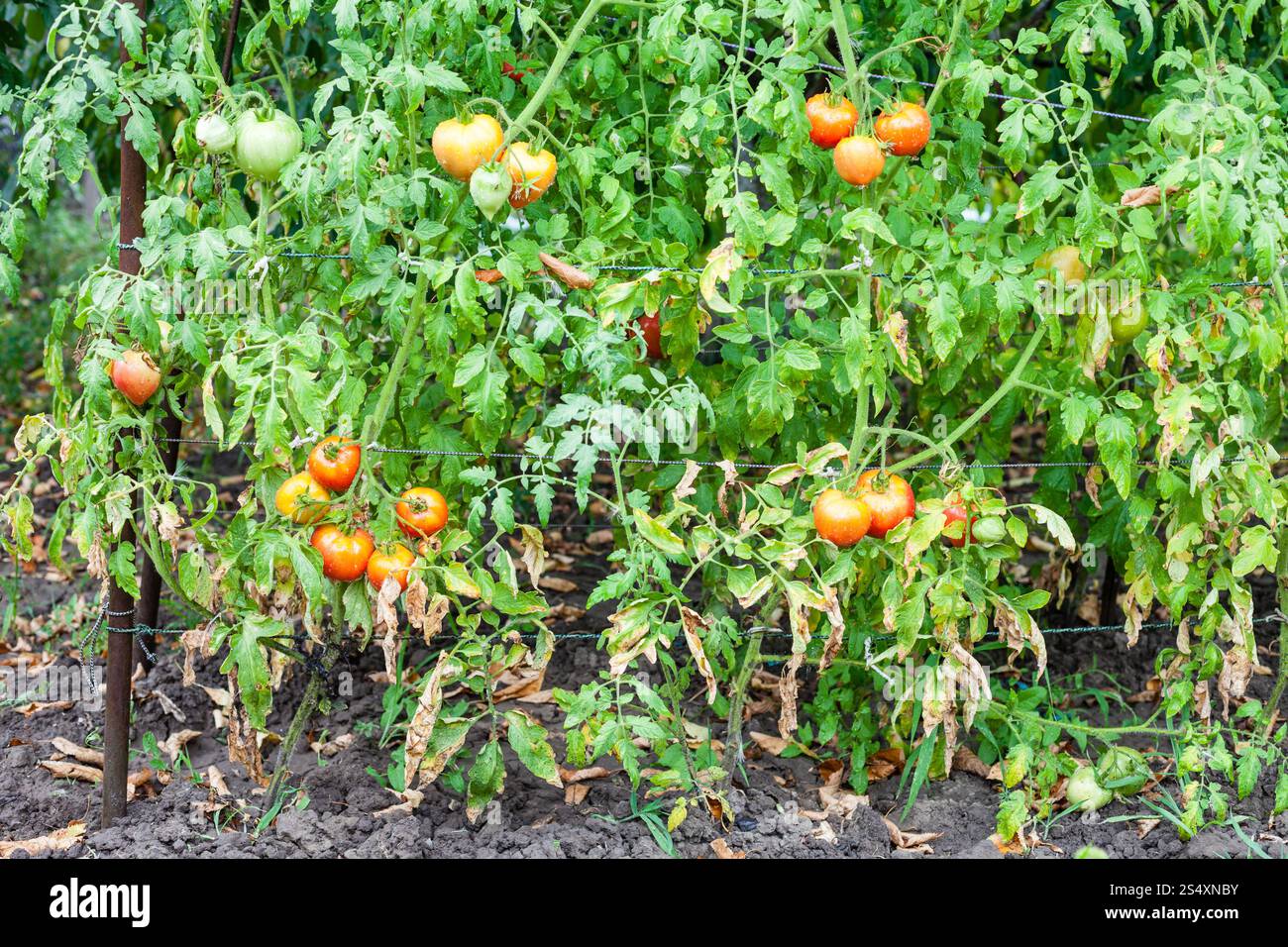 tomato bushes with fruits in vegetable garden after rain Stock Photo ...