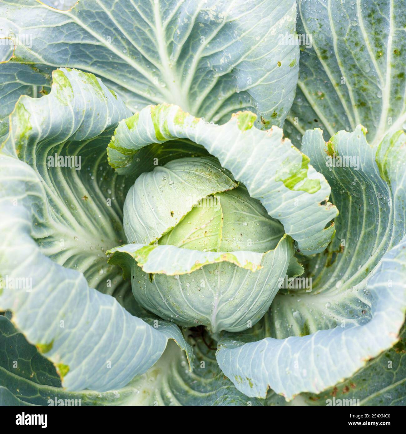 Dutch white cabbage hi-res stock photography and images - Alamy