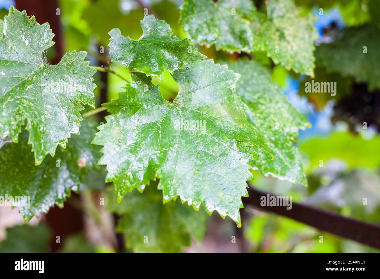 Green plant in rain close hi-res stock photography and images - Alamy