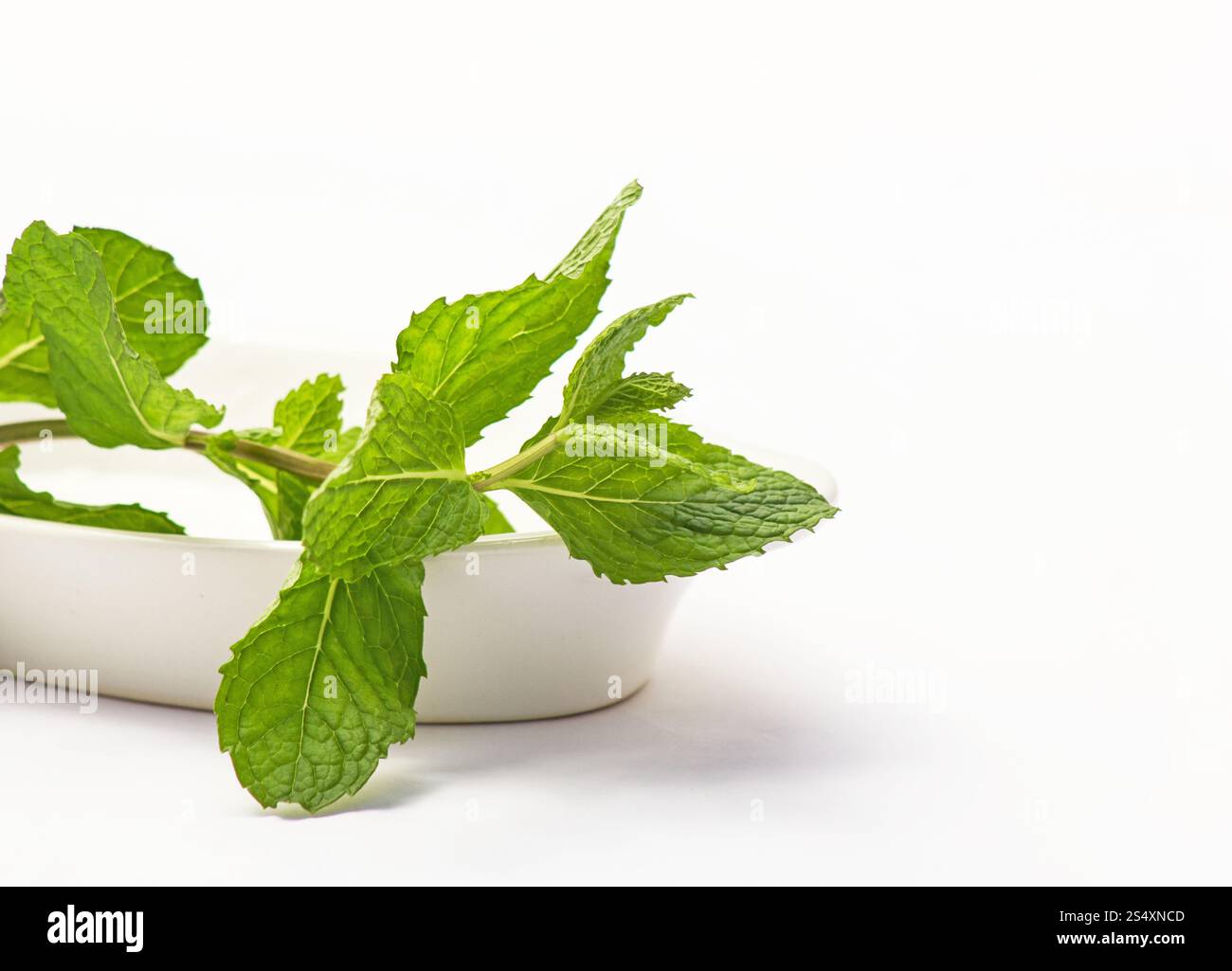 Sprig of mint in a bowl on white background Stock Photo - Alamy