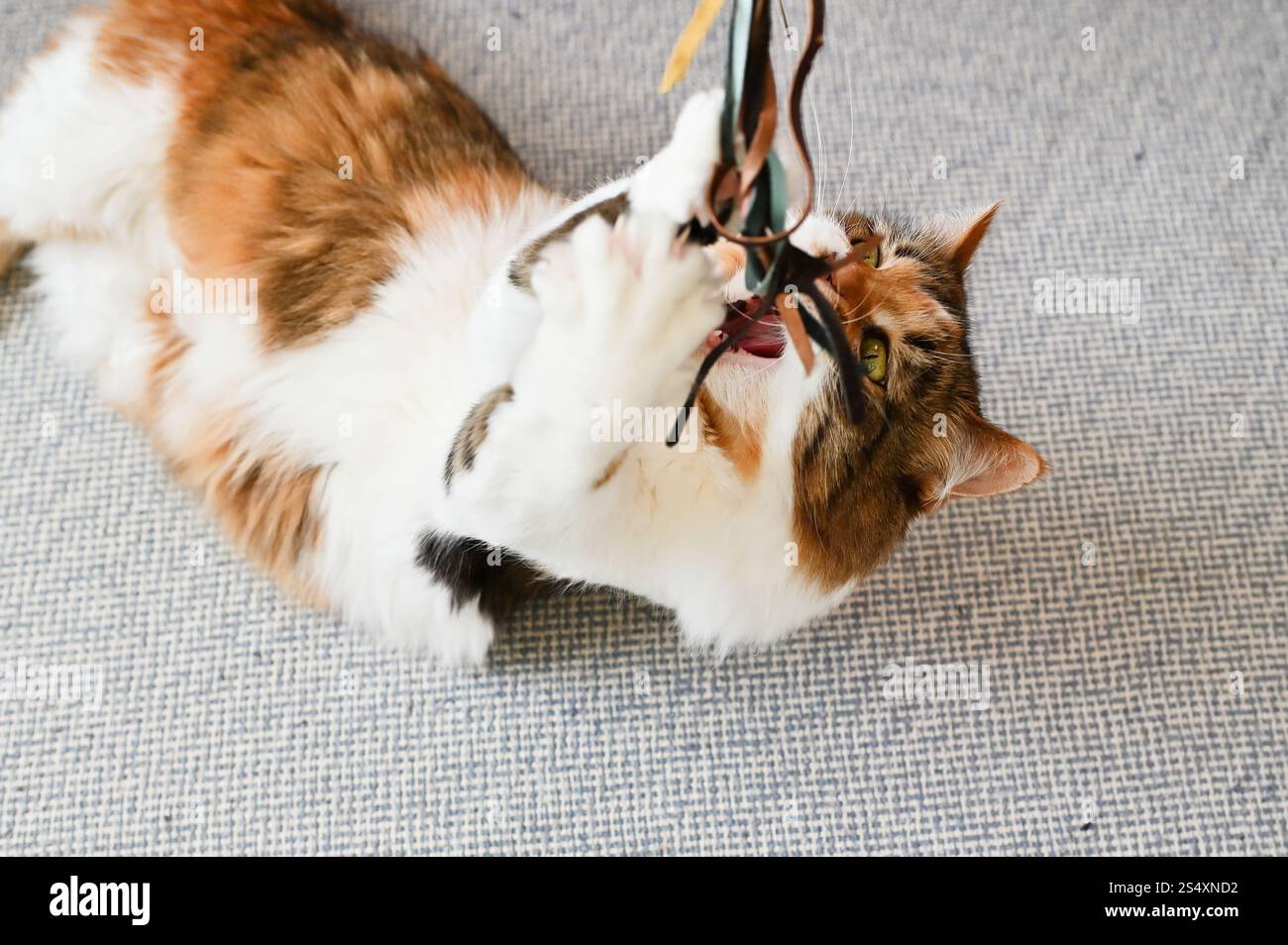 Dynamic pet action hi-res stock photography and images - Alamy