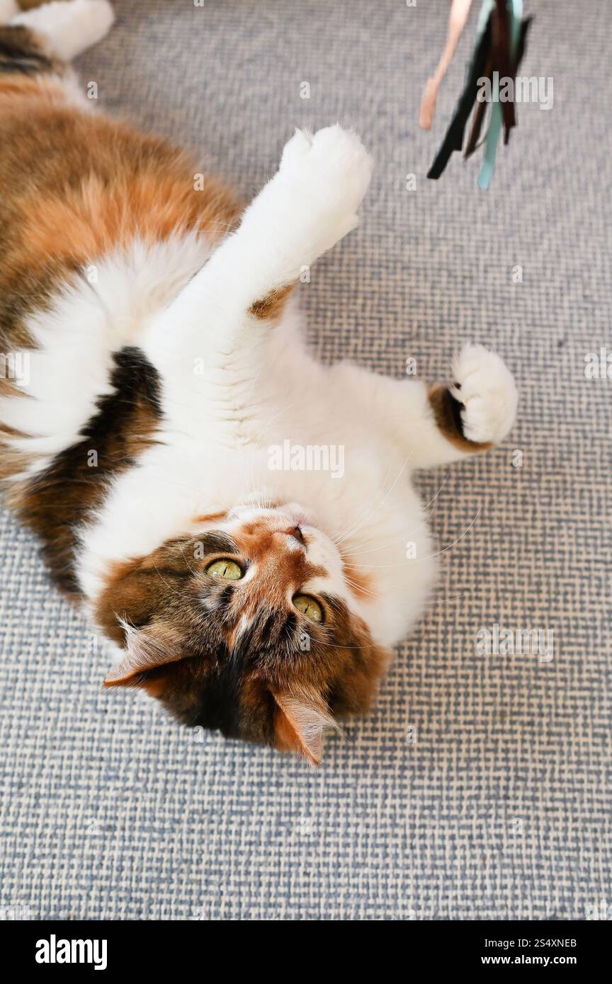 Dynamic pet action hi-res stock photography and images - Alamy