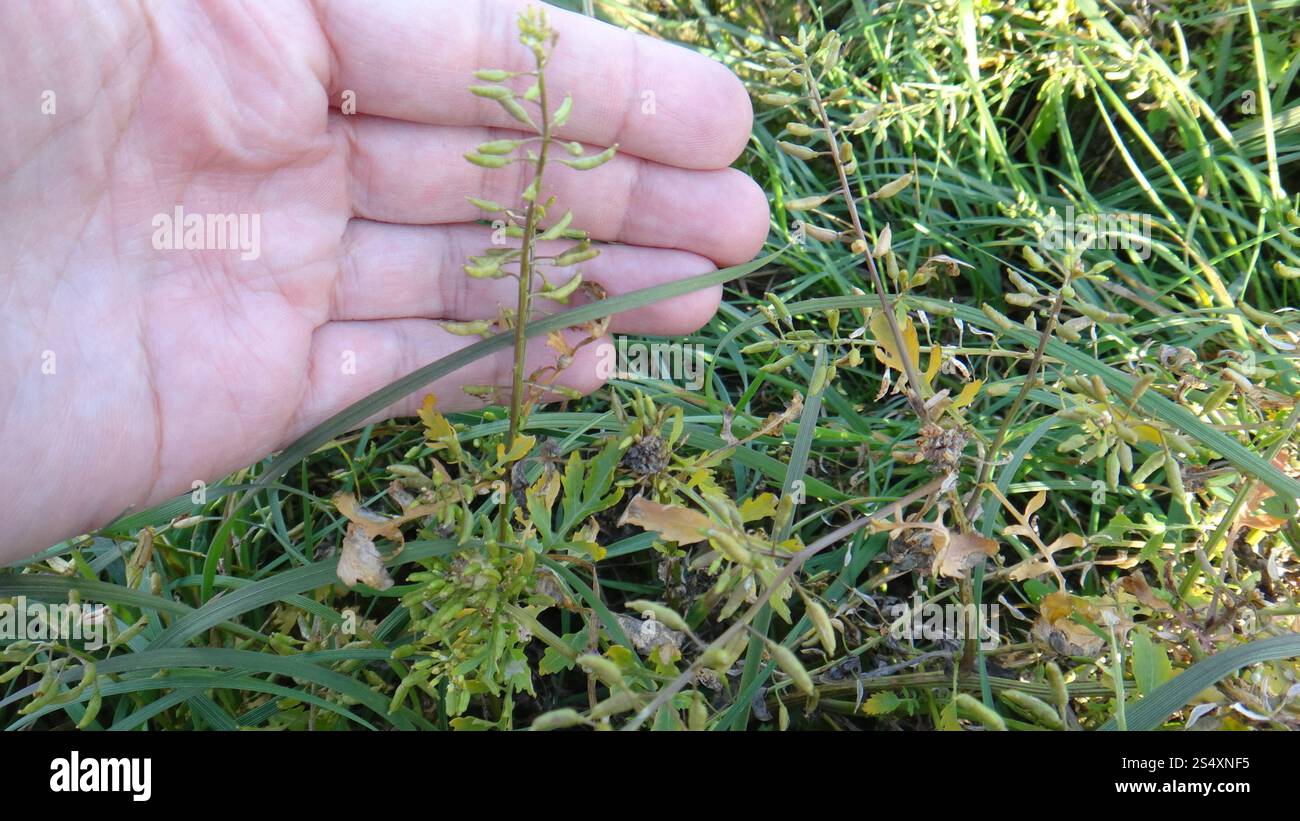 Bog Yellowcress (Rorippa palustris Stock Photo - Alamy