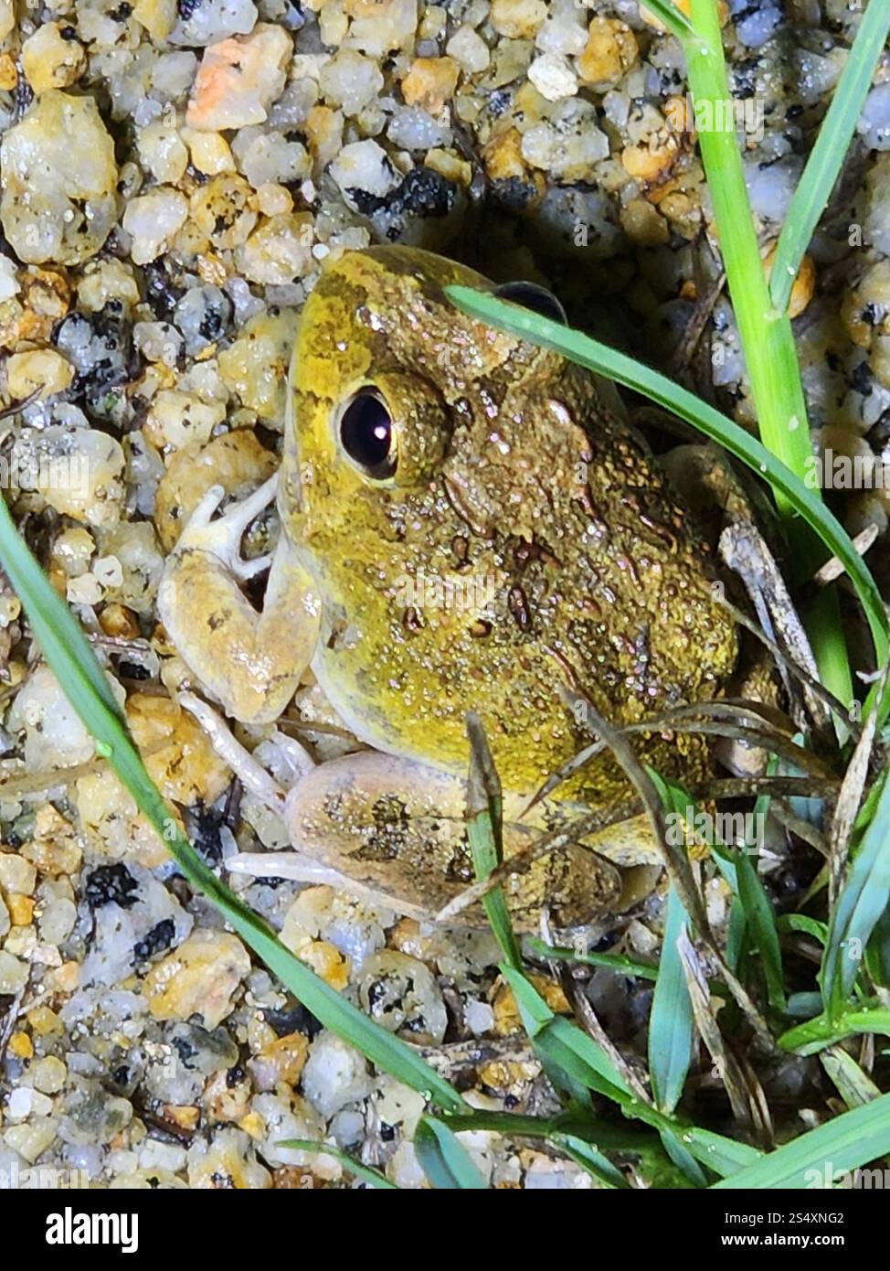 Ornate Burrowing Frog (Platyplectrum ornatum Stock Photo - Alamy
