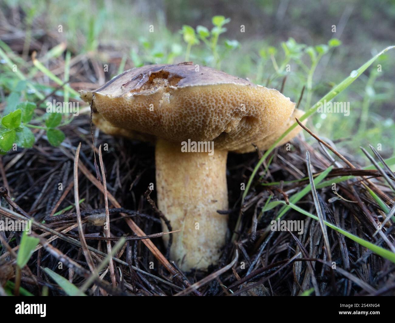 Slippery Jacks (Suillus Stock Photo - Alamy