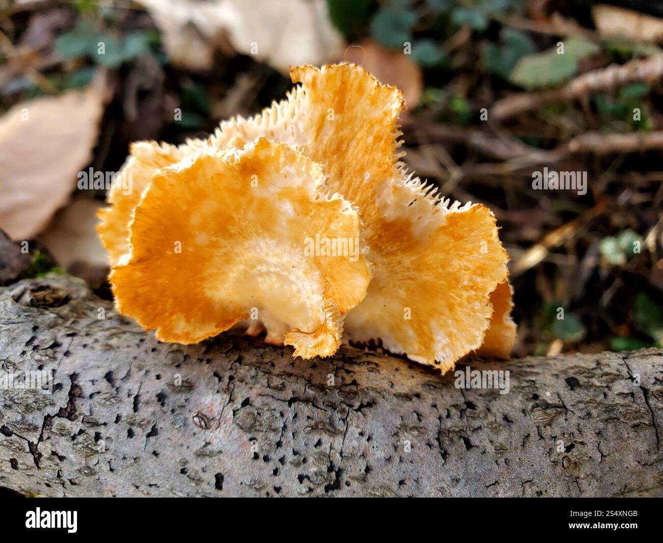hexagonal-pored polypore (Neofavolus alveolaris Stock Photo - Alamy
