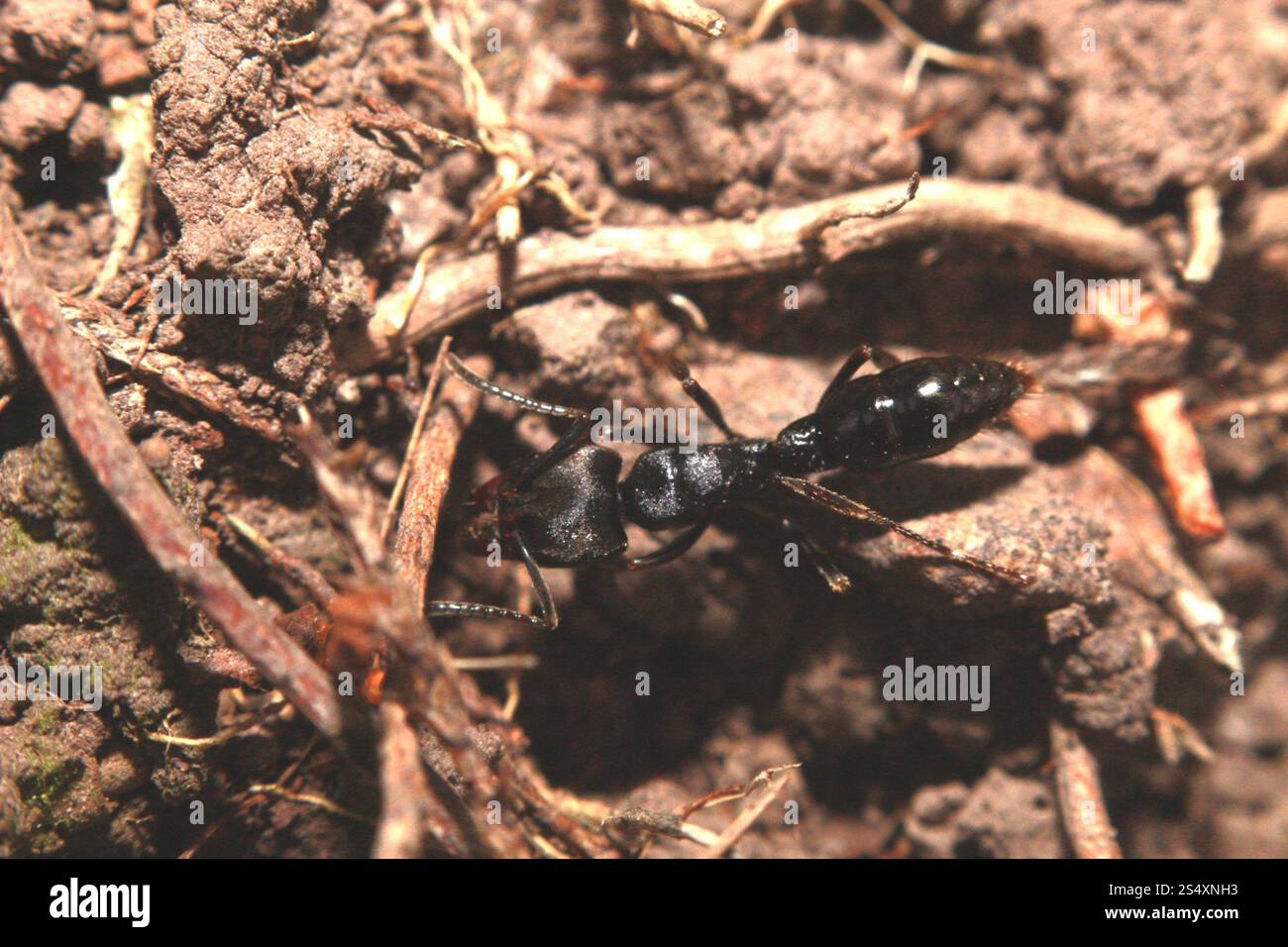 Pachycondyla Panther Ants (Pachycondyla Stock Photo - Alamy