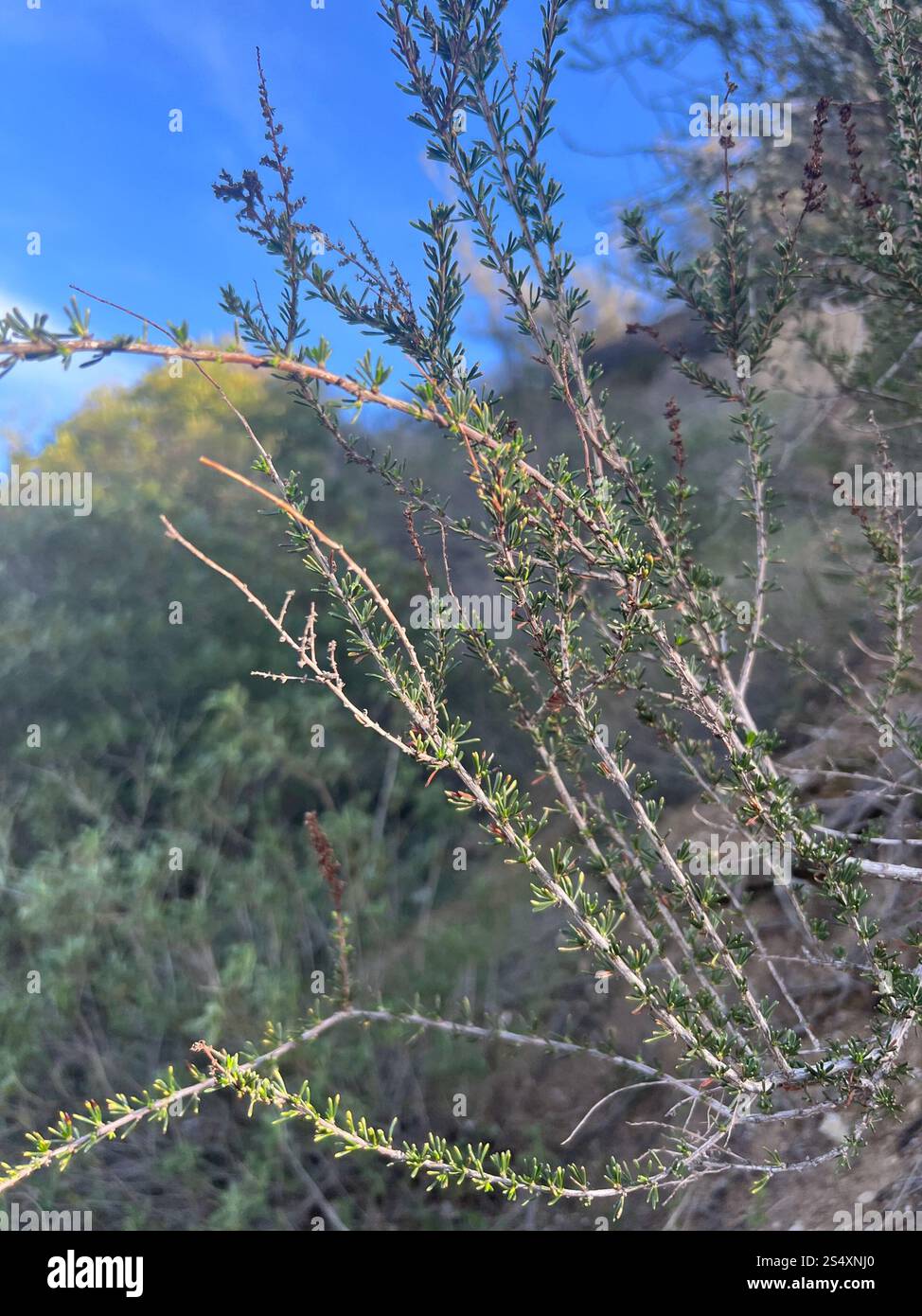 chamise (Adenostoma fasciculatum Stock Photo - Alamy
