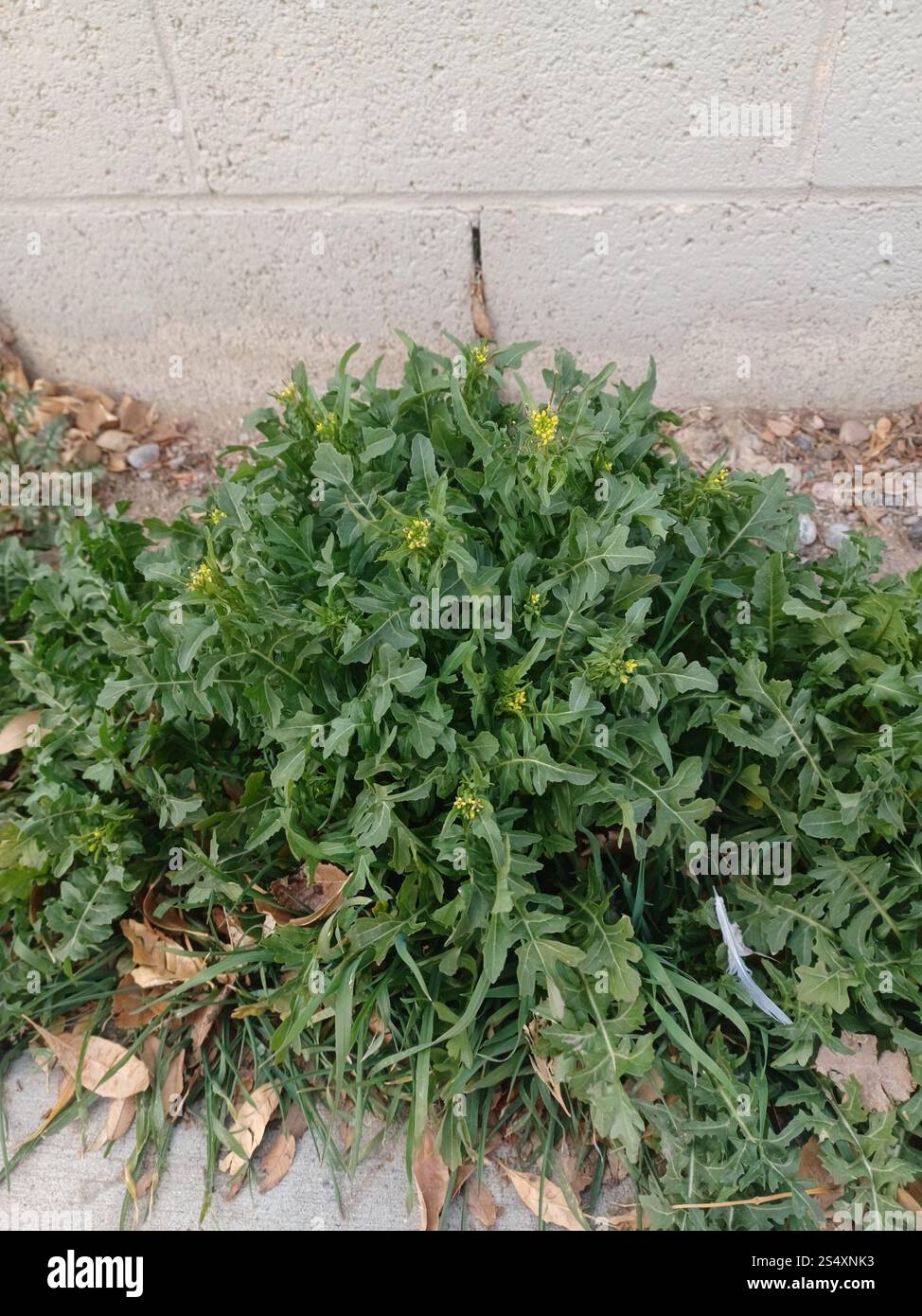 London rocket (Sisymbrium irio Stock Photo - Alamy